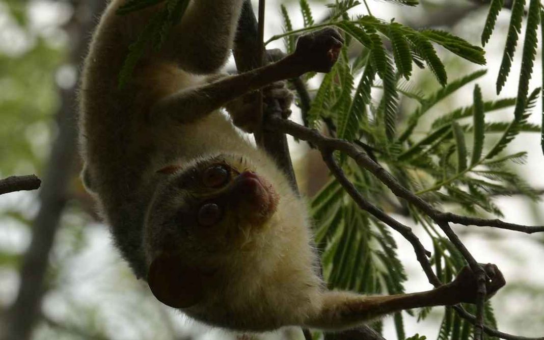 Cu li - Loài động vật quý hiếm cần bảo tồn trên thế giới