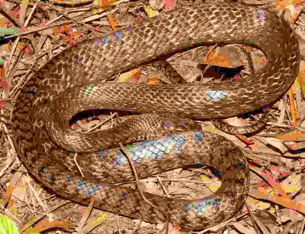 Rắn ráo – Đặc điểm, cách phân loại và xử lý khi bị cắn