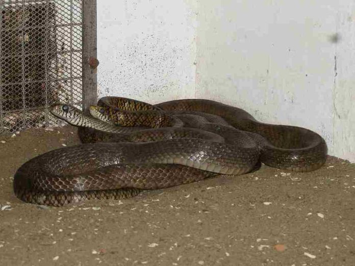 Rắn ráo – Đặc điểm, cách phân loại và xử lý khi bị cắn