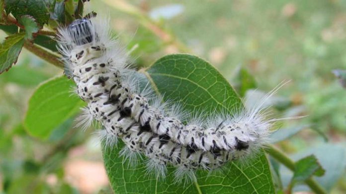 Sâu róm – Phân loại, phòng ngừa, cách trị khi dính lông độc