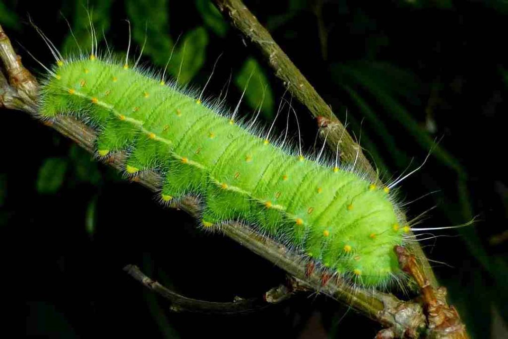 Sâu róm – Phân loại, phòng ngừa, cách trị khi dính lông độc