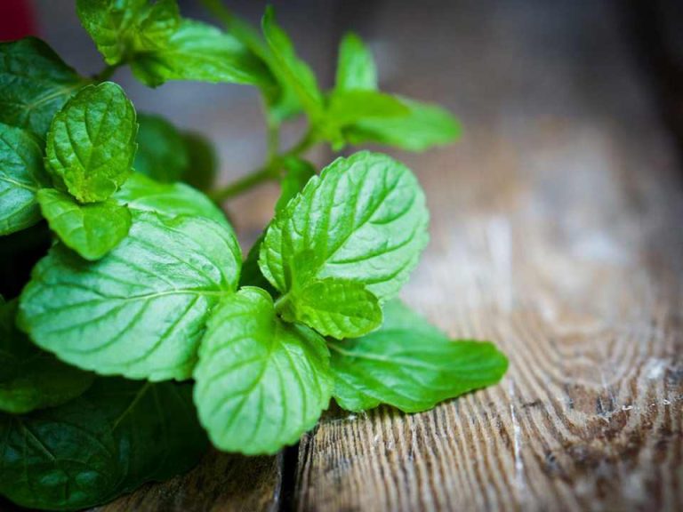 Sâu róm – Phân loại, phòng ngừa, cách trị khi dính lông độc