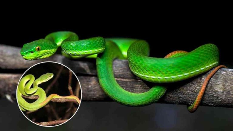 Tìm hiểu về độc tính của rắn lục: Có nguy hiểm không?