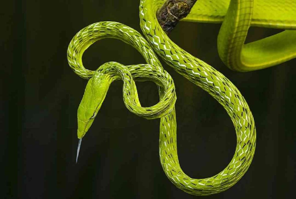 Tìm hiểu về độc tính của rắn lục: Có nguy hiểm không?
